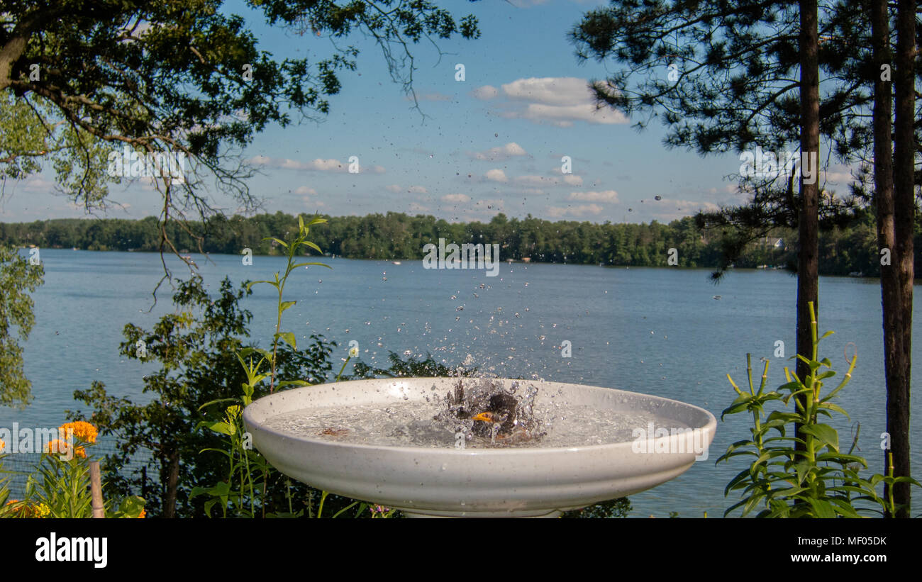 American robin vigorously cleans itself by the lake in a bird bath ...