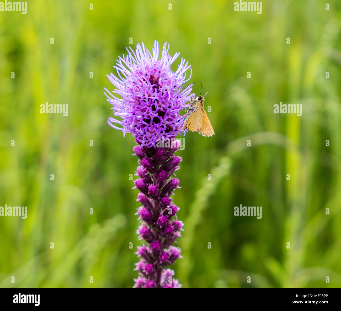Skipper butterfly collecting nectar from a Prairie blazing star flower ...