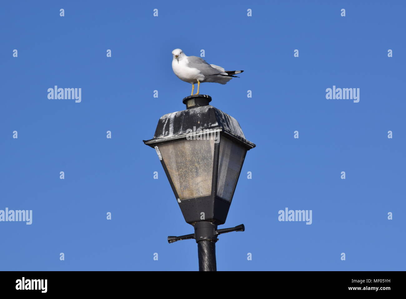 A Seagull hanging out Stock Photo - Alamy
