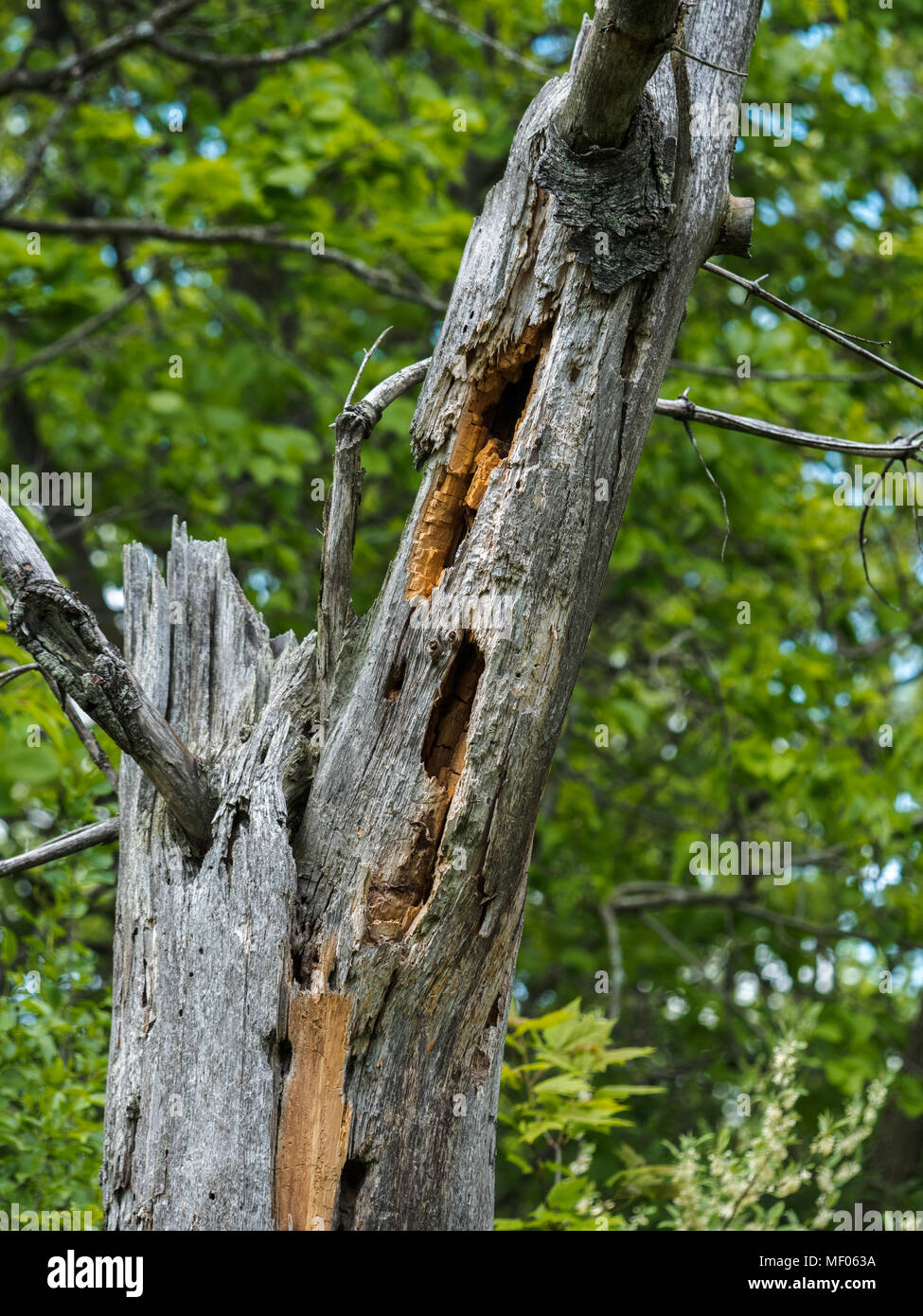 Sicks hi-res stock photography and images - Alamy