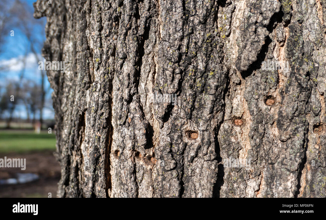 Ring of holes in a tree left by a Yellow-bellied sapsucker Stock Photo ...