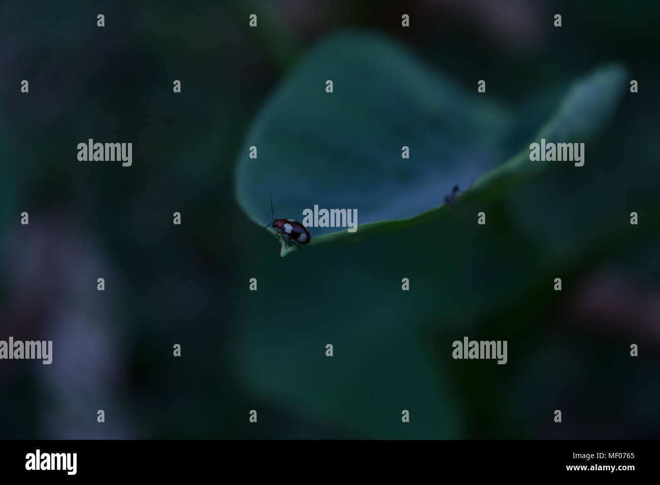 bug on leaf Stock Photo - Alamy