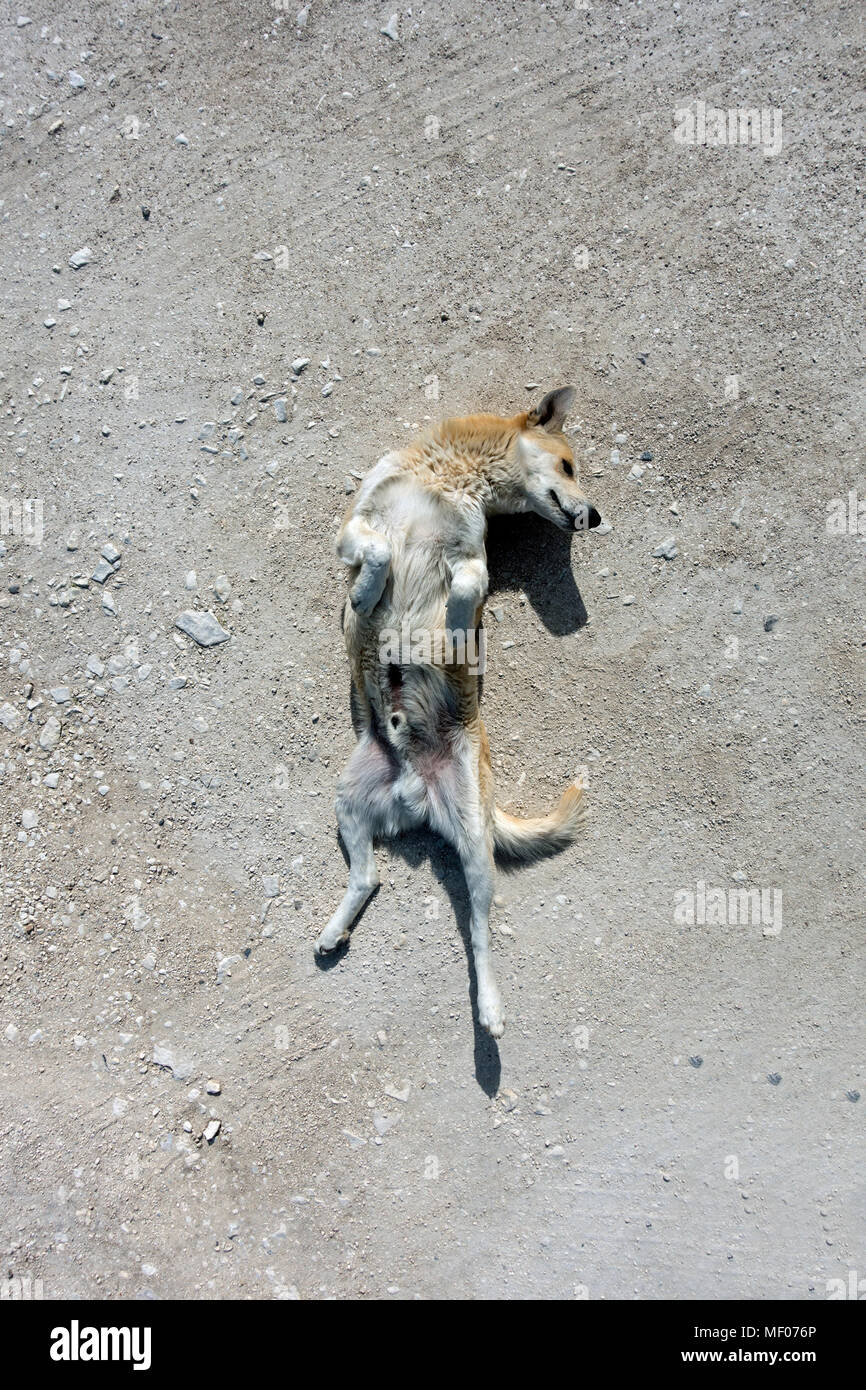 Sicilian dog hi-res stock photography and images - Alamy