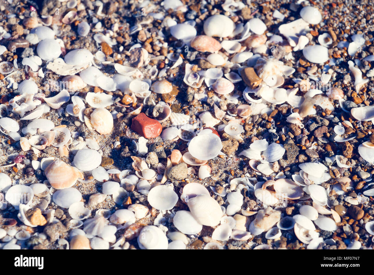 Sea shells on sand of the beach as background Stock Photo - Alamy