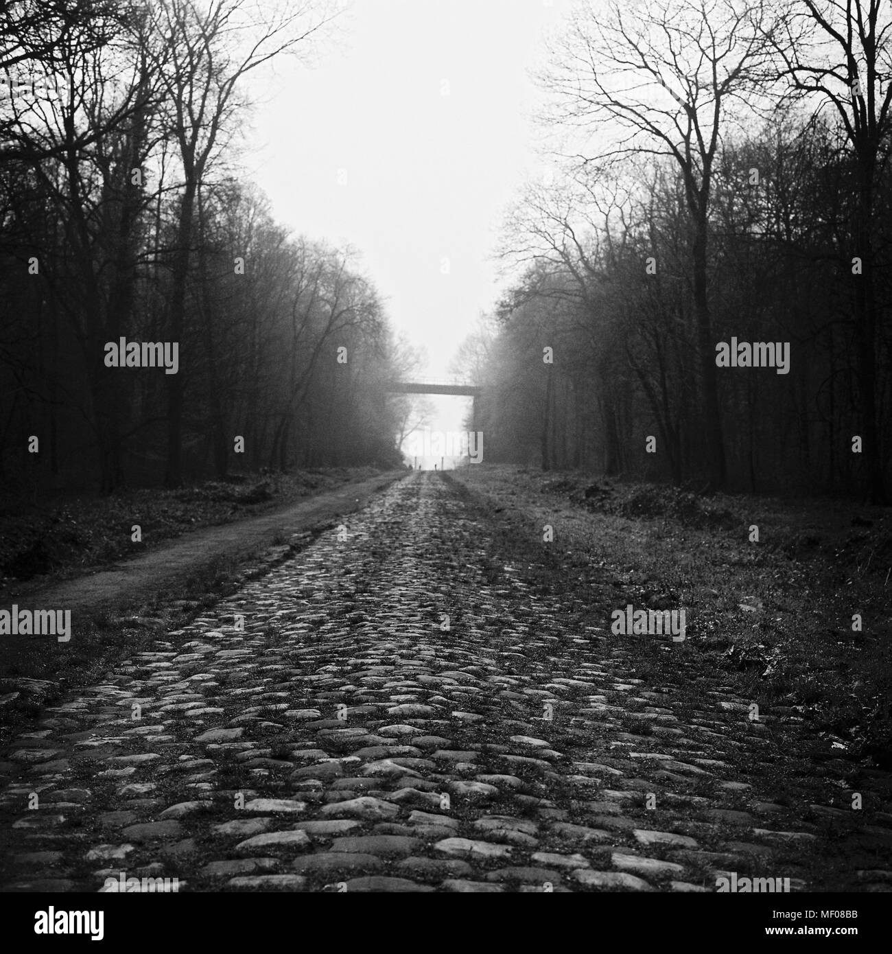 Forest of arenberg hi-res stock photography and images - Alamy