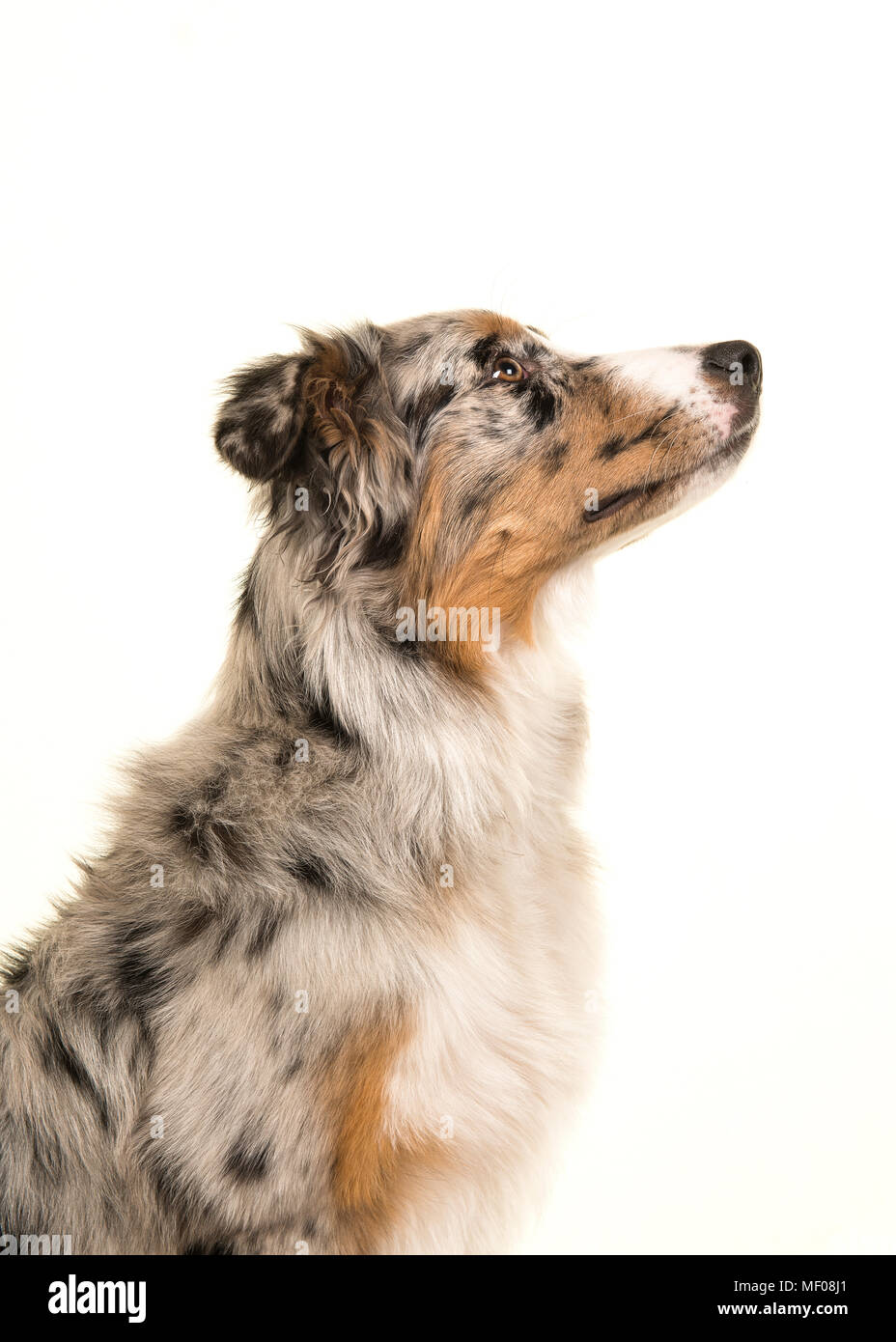 Portrait of a australian shepherd dog looking up seen from the side ...