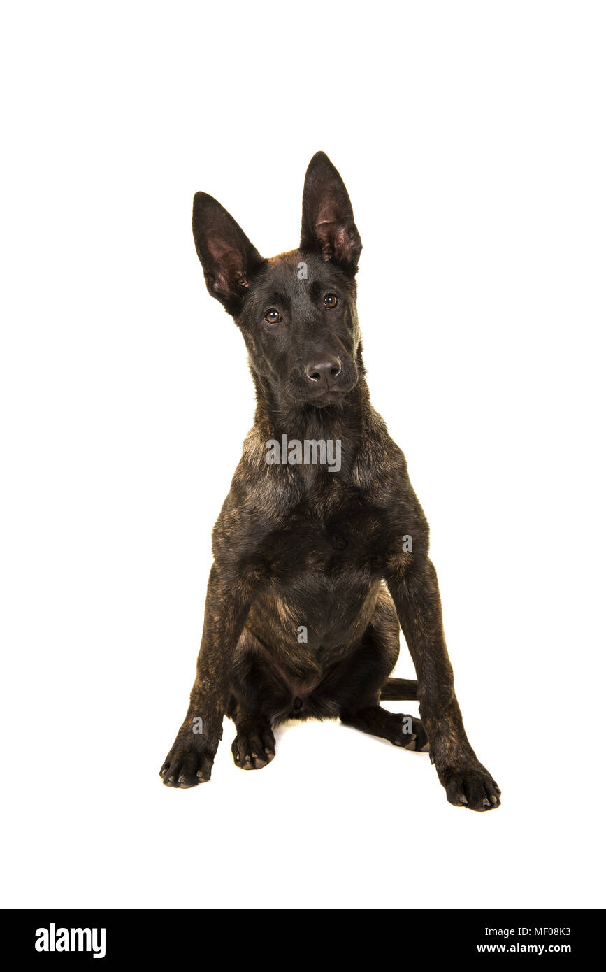 Pretty young dutch shepherd dog sitting looking at the camera isolated ...