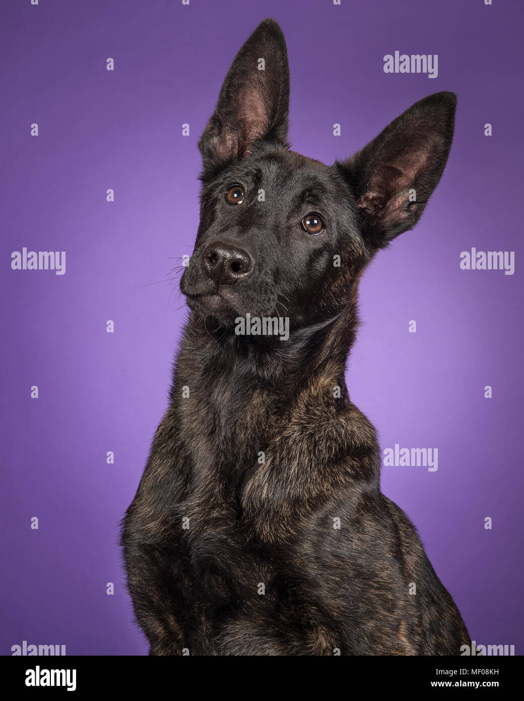 Portrait of a pretty young dutch shepherd looking up isolated on a ...