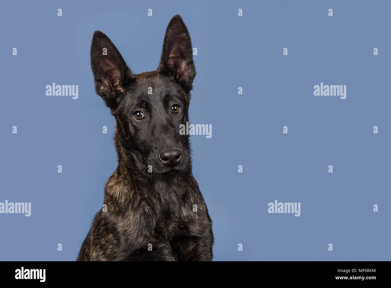 Portrait of a pretty young dutch shepherd looking at the camera ...