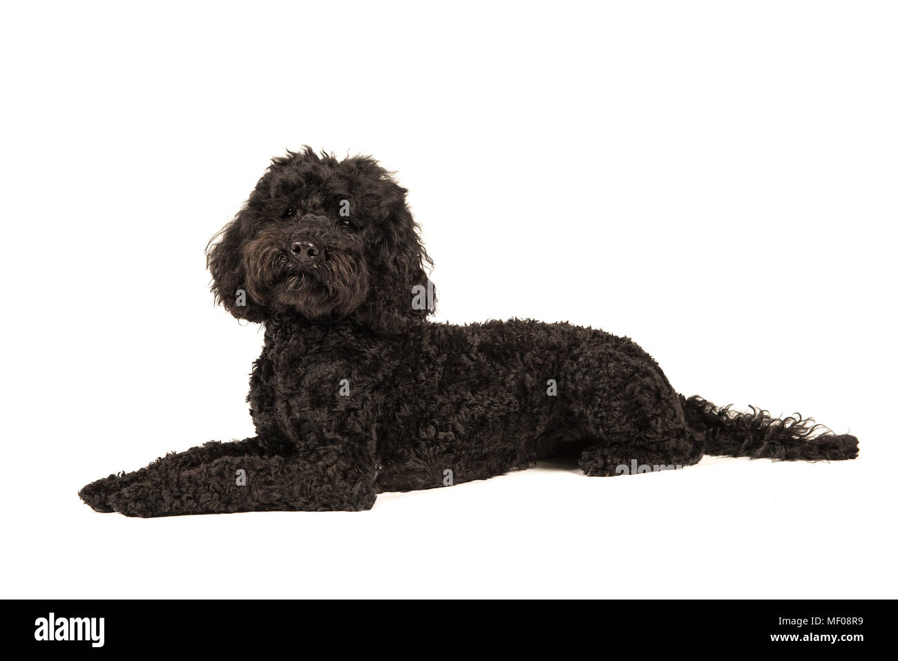 Black labradoodle lying down, looking up isolated on a white background ...