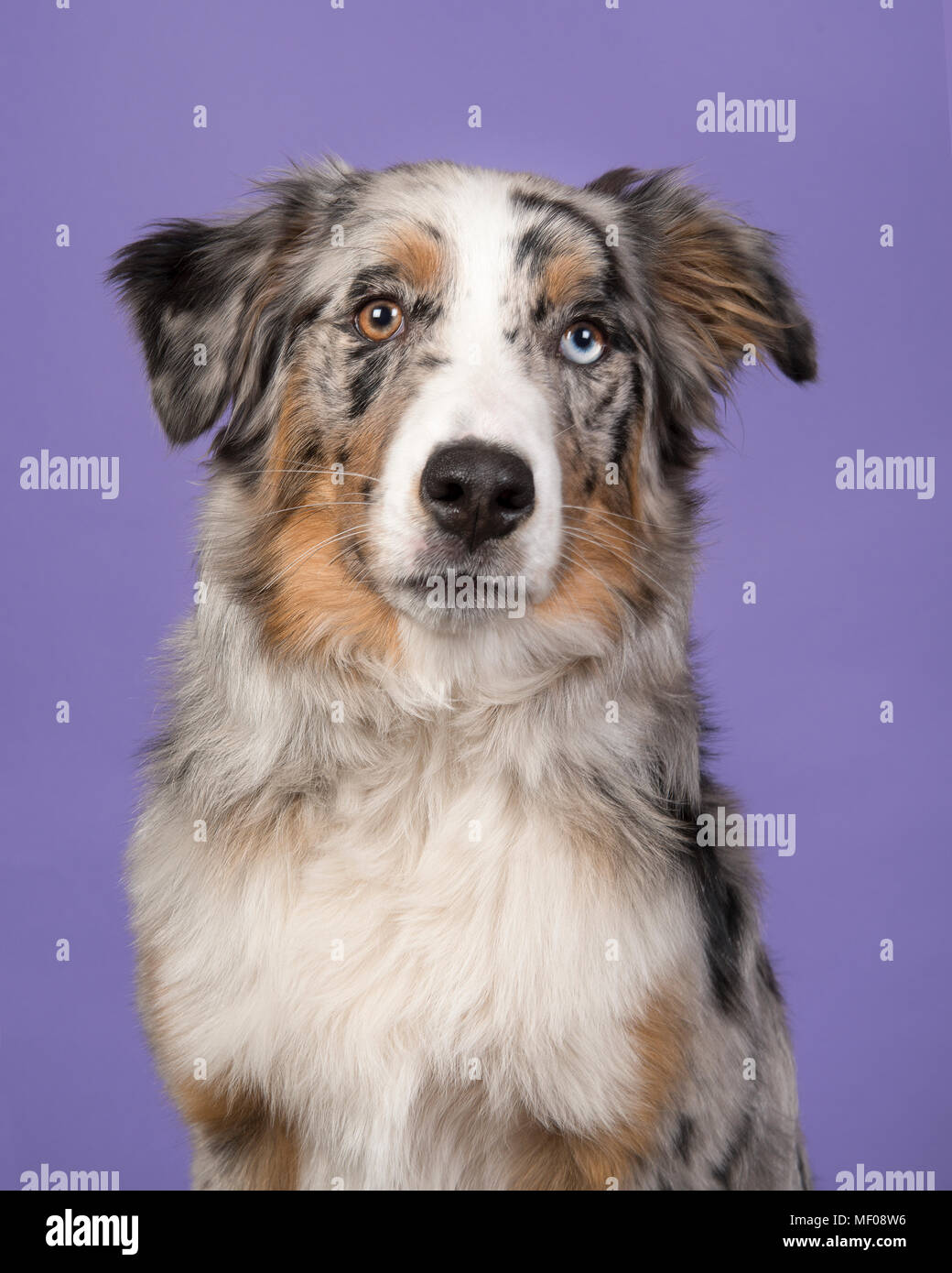 Portrait of an odd eyed pretty blue merle australian shepherd dog on a ...