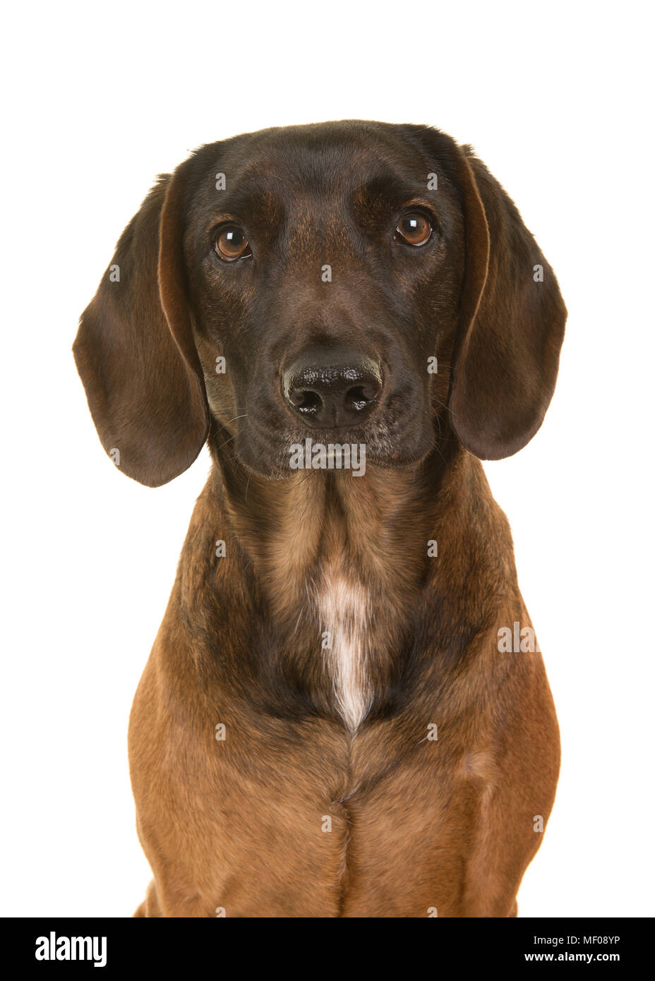 Mongrel mixed breed dog portrait looking at the camera on a white ...
