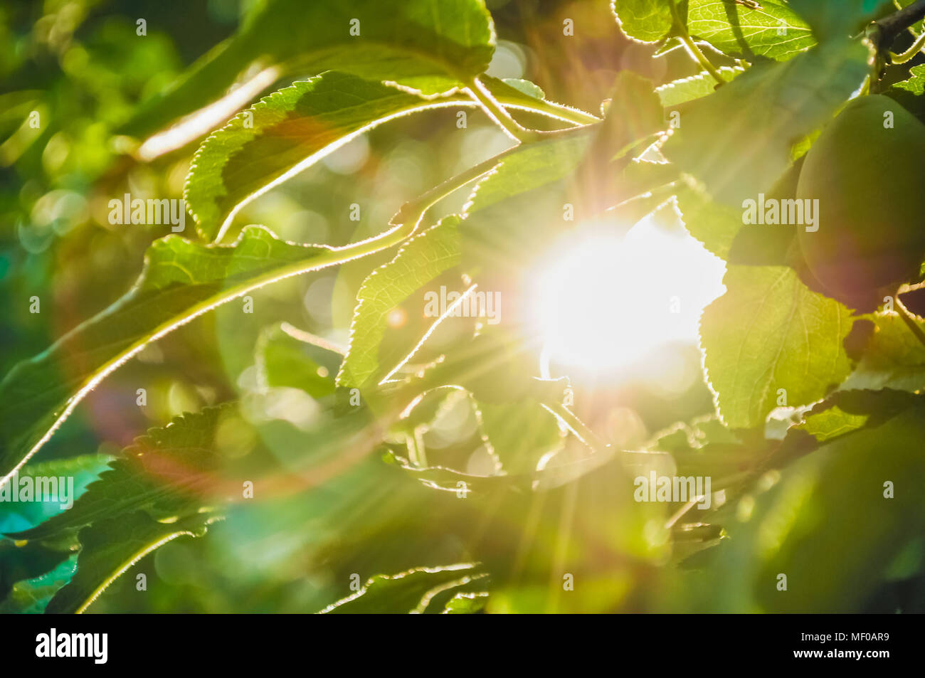 Sun through leaves background Stock Photo - Alamy