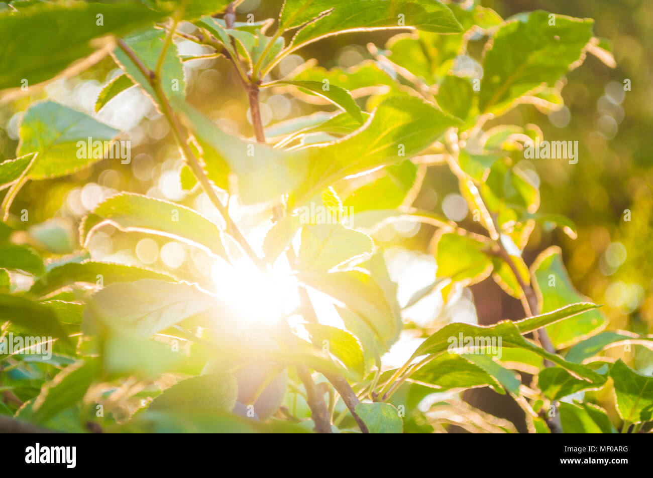 Sun through leaves background Stock Photo - Alamy