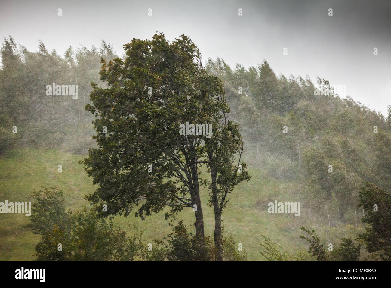 Climate change – strong winds and rain Stock Photo - Alamy