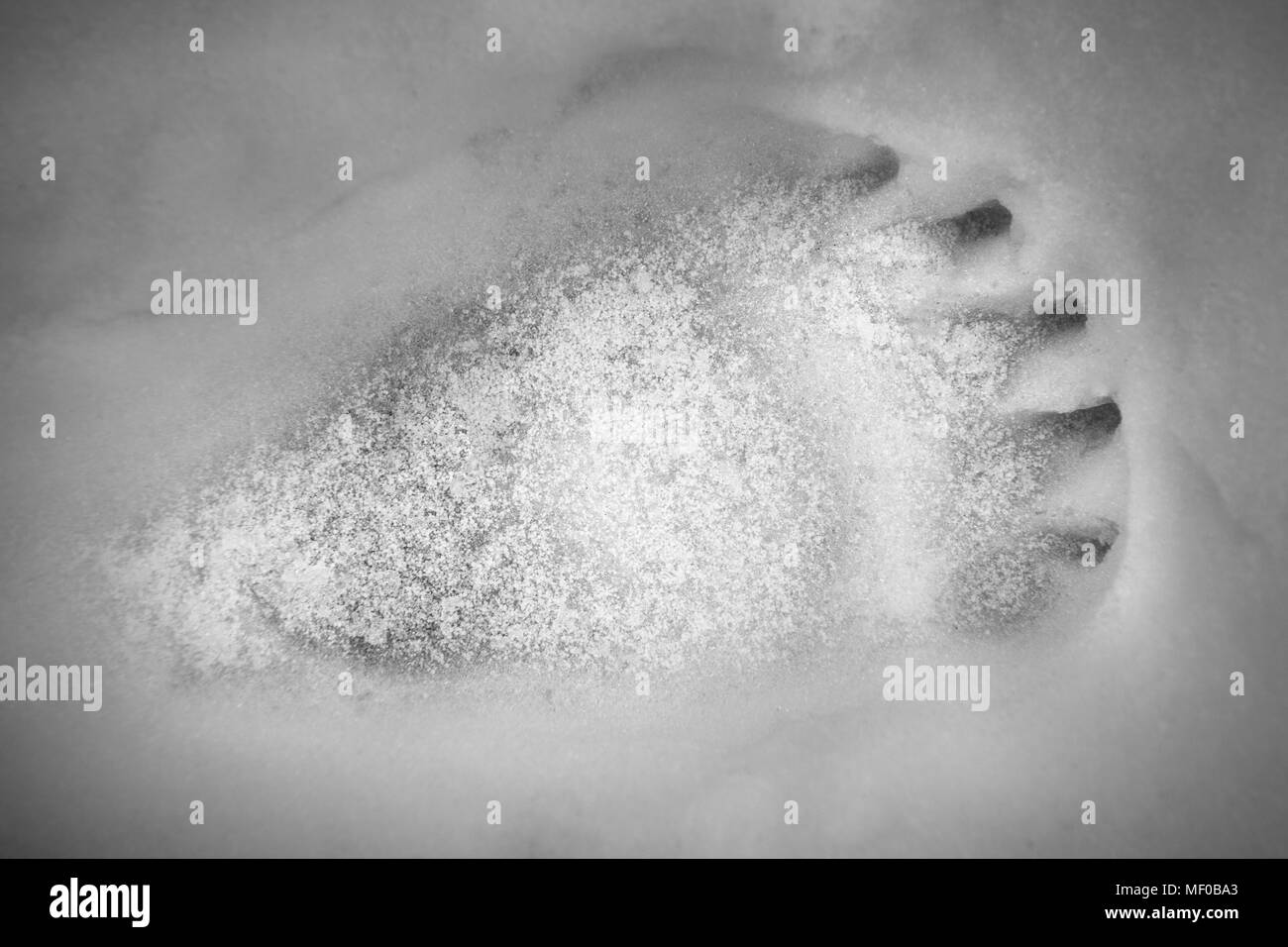 Brown bear back paw Stock Photo - Alamy