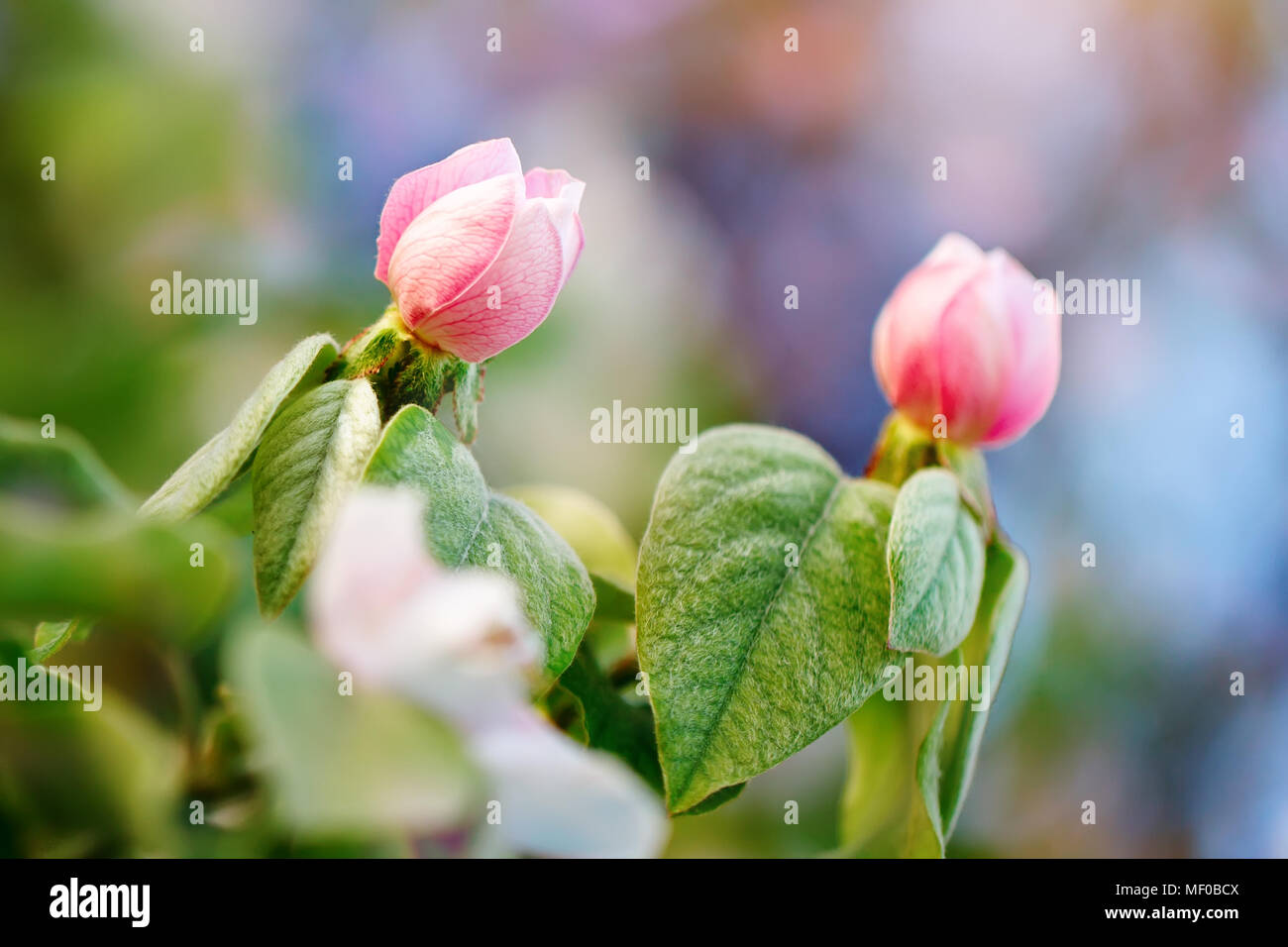The quince tree. Beautiful flowers of quince tree in spring. Flowers ...