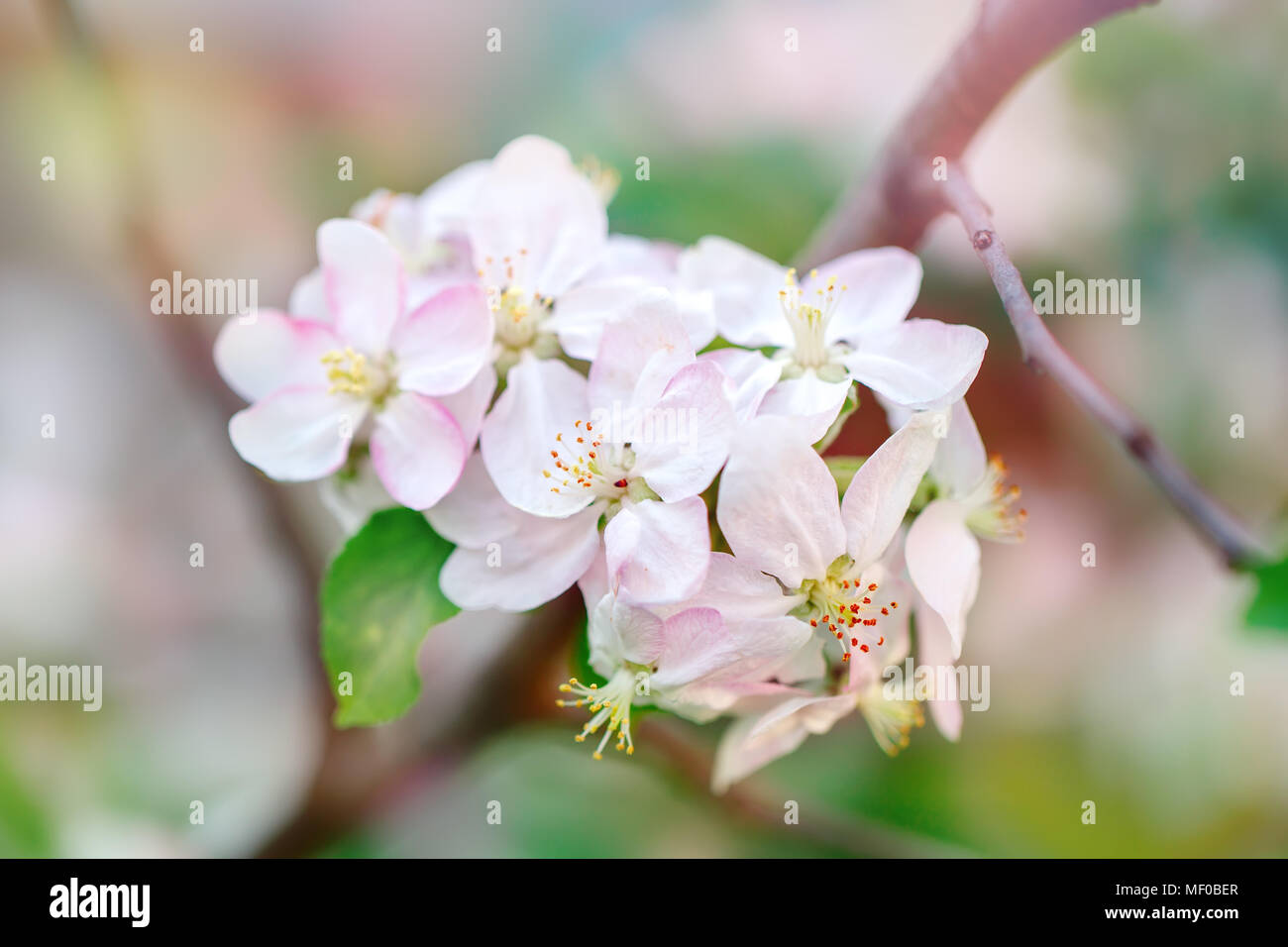 The quince tree. Beautiful flowers of quince tree in spring. Flowers ...