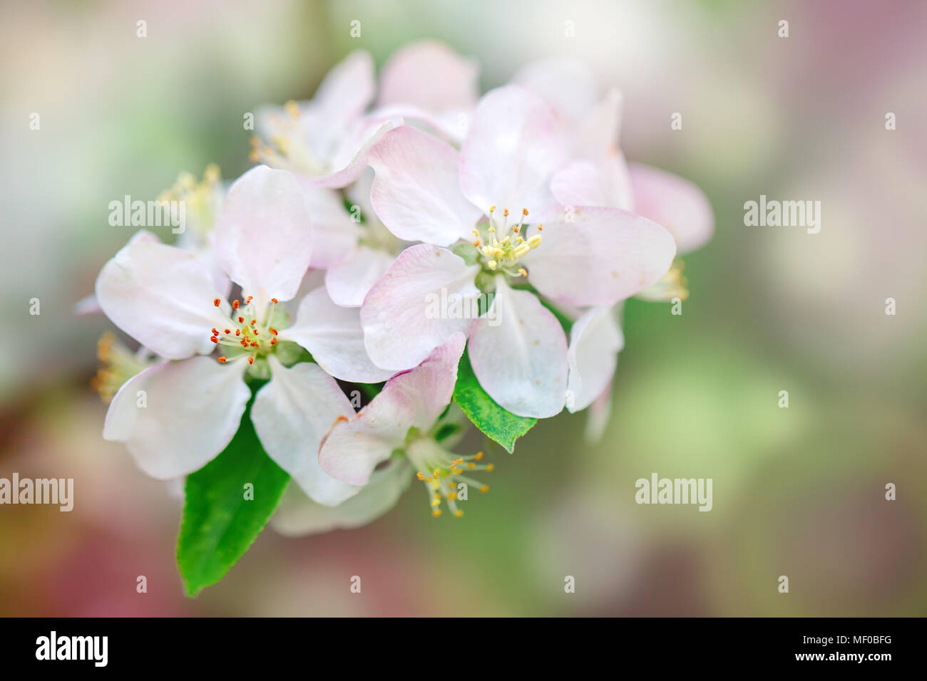 The quince tree. Beautiful flowers of quince tree in spring. Flowers ...