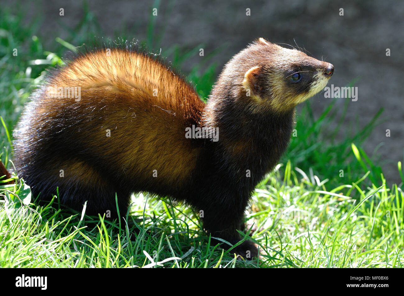 Polecat Mustela Pukorius uk Stock Photo - Alamy