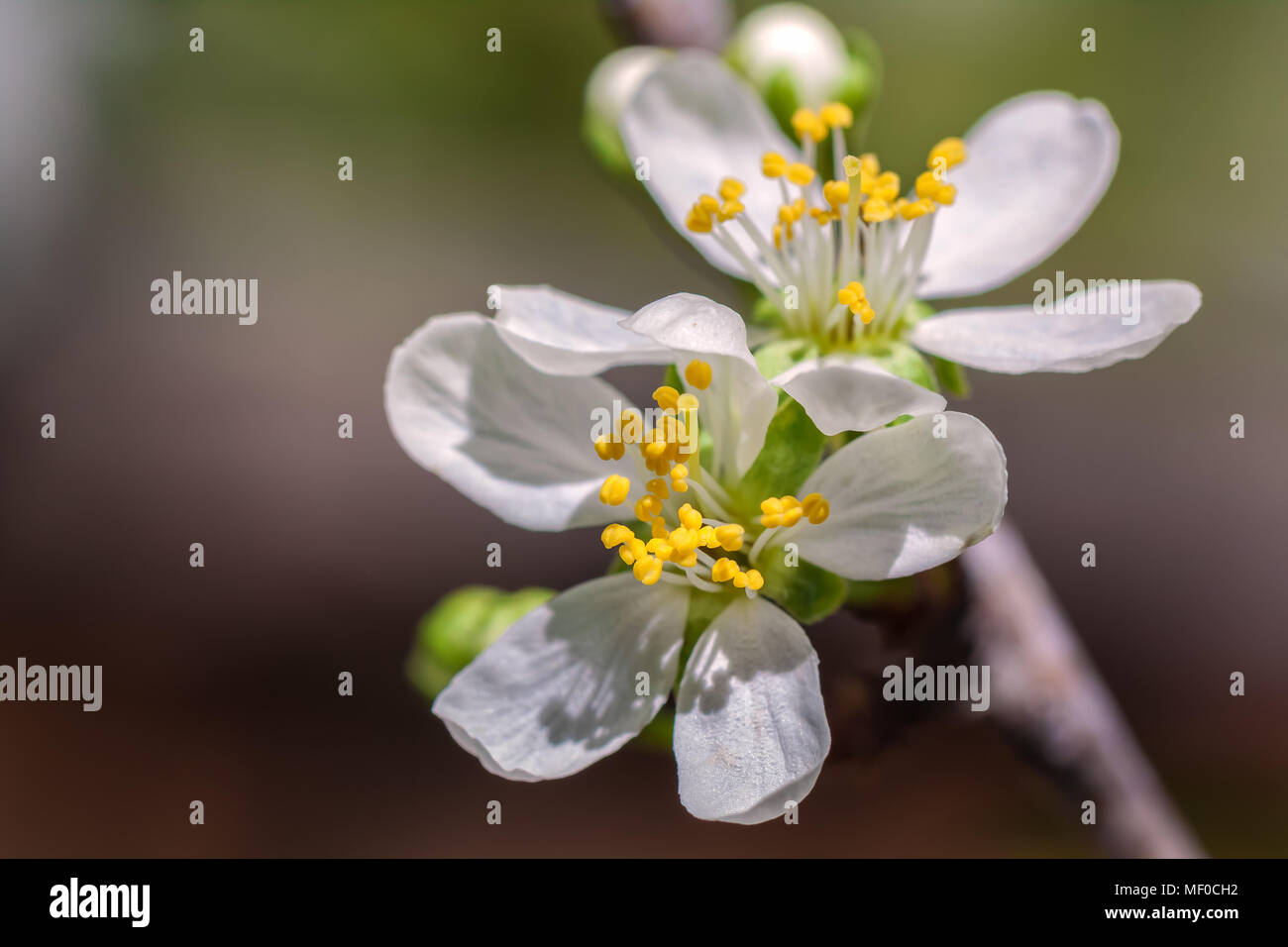 Plum stanley hi-res stock photography and images - Alamy
