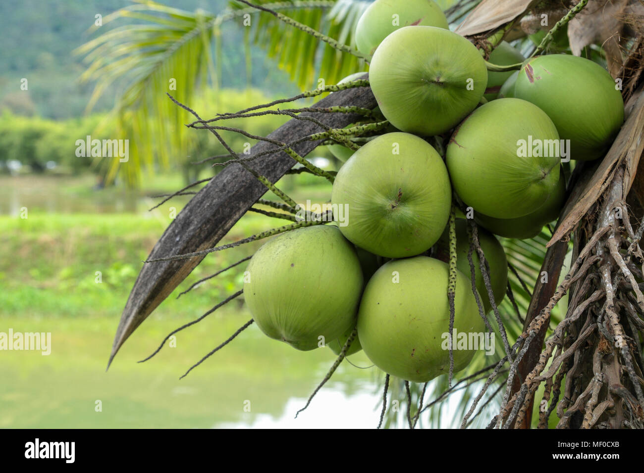 Tree farm outing hi-res stock photography and images - Alamy