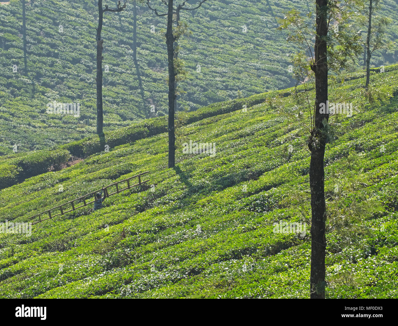 Valparai, India - March 7, 2018: Tea plantation worker with a ladder on ...