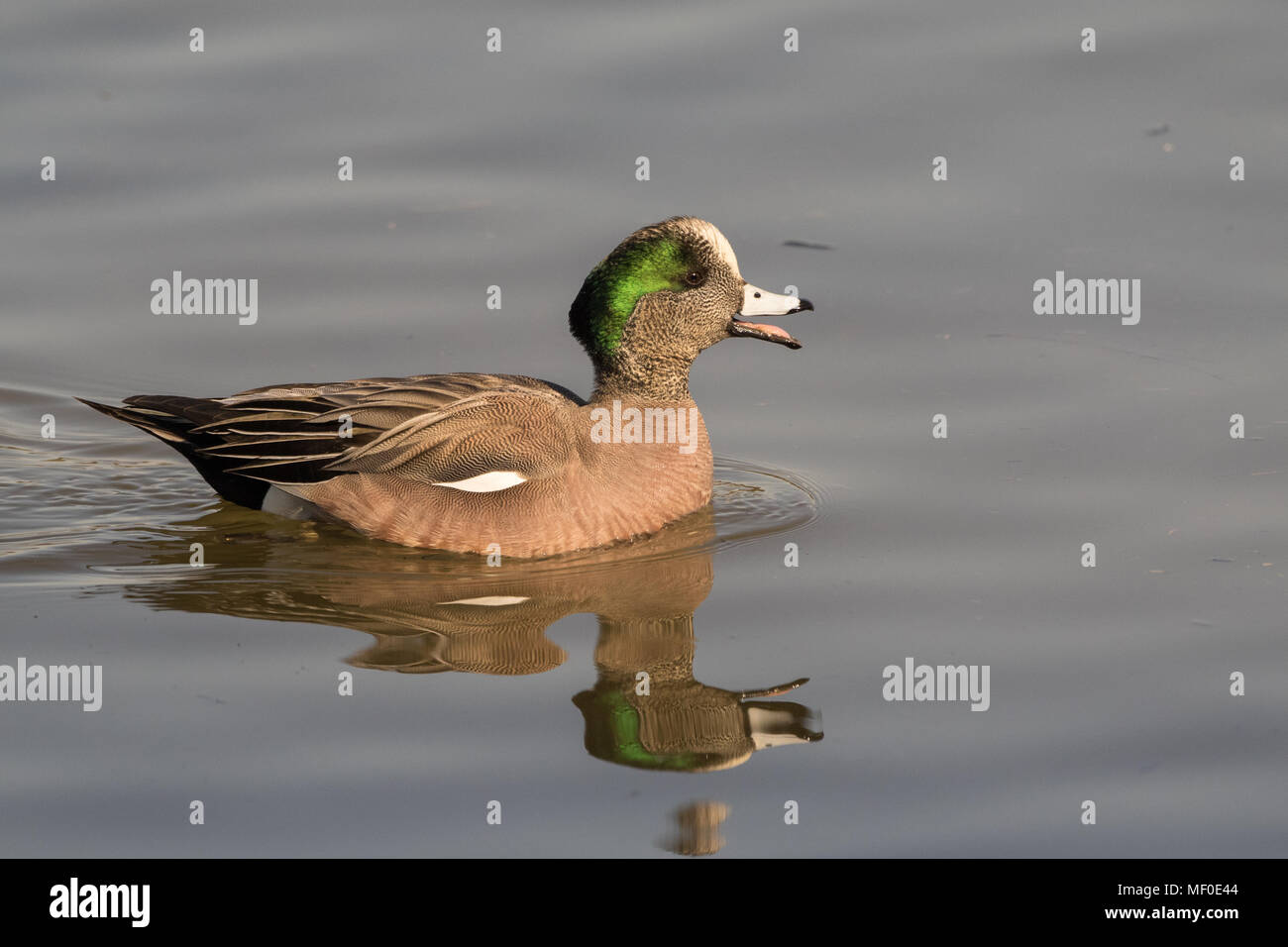 American wigeon ducks hi-res stock photography and images - Alamy