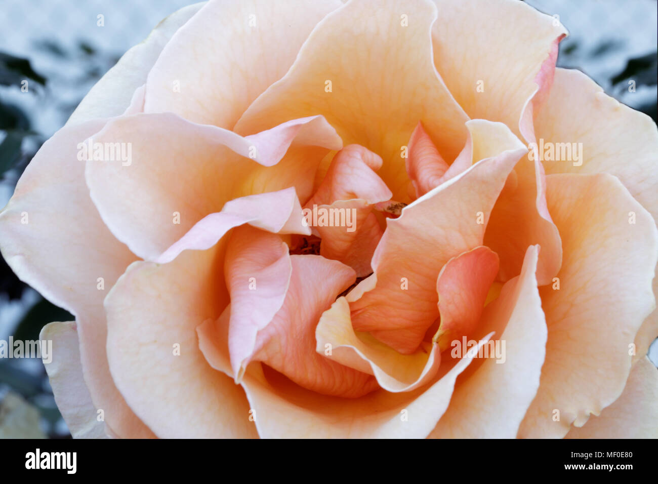 Apricot Hybrid Tea Rose Details Stock Photo - Alamy
