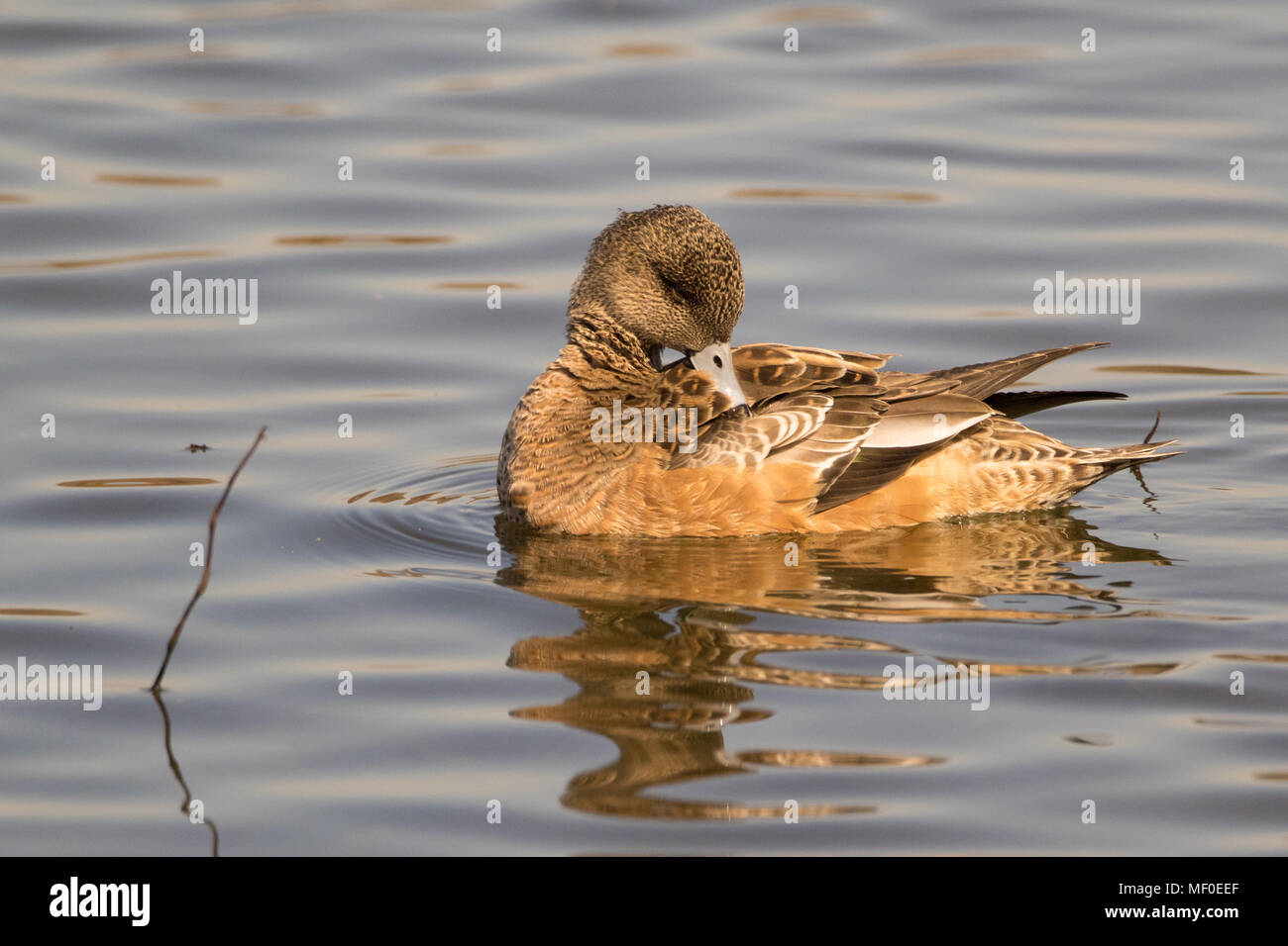 A preening hen American wigeon Stock Photo - Alamy