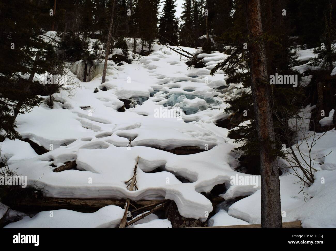 Spring melts ice and snow over a frozen creek with pine trees on a ...
