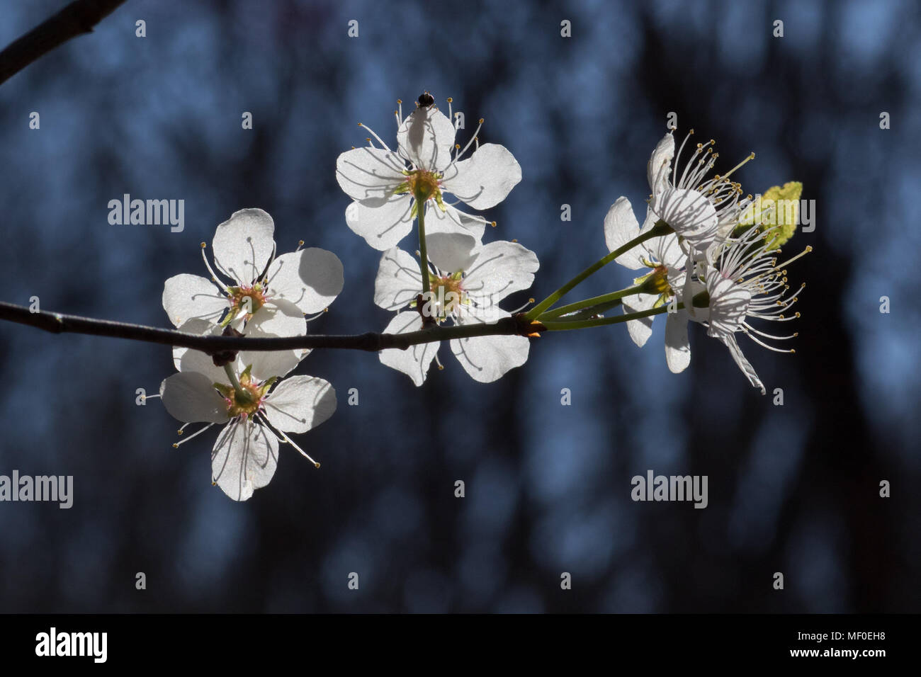 Serviceberry hi-res stock photography and images - Alamy
