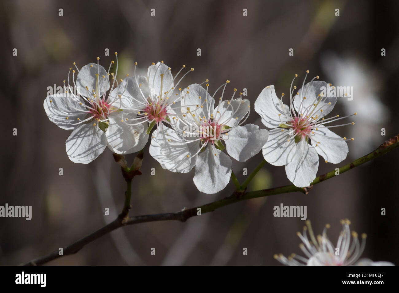 Serviceberry hi-res stock photography and images - Alamy