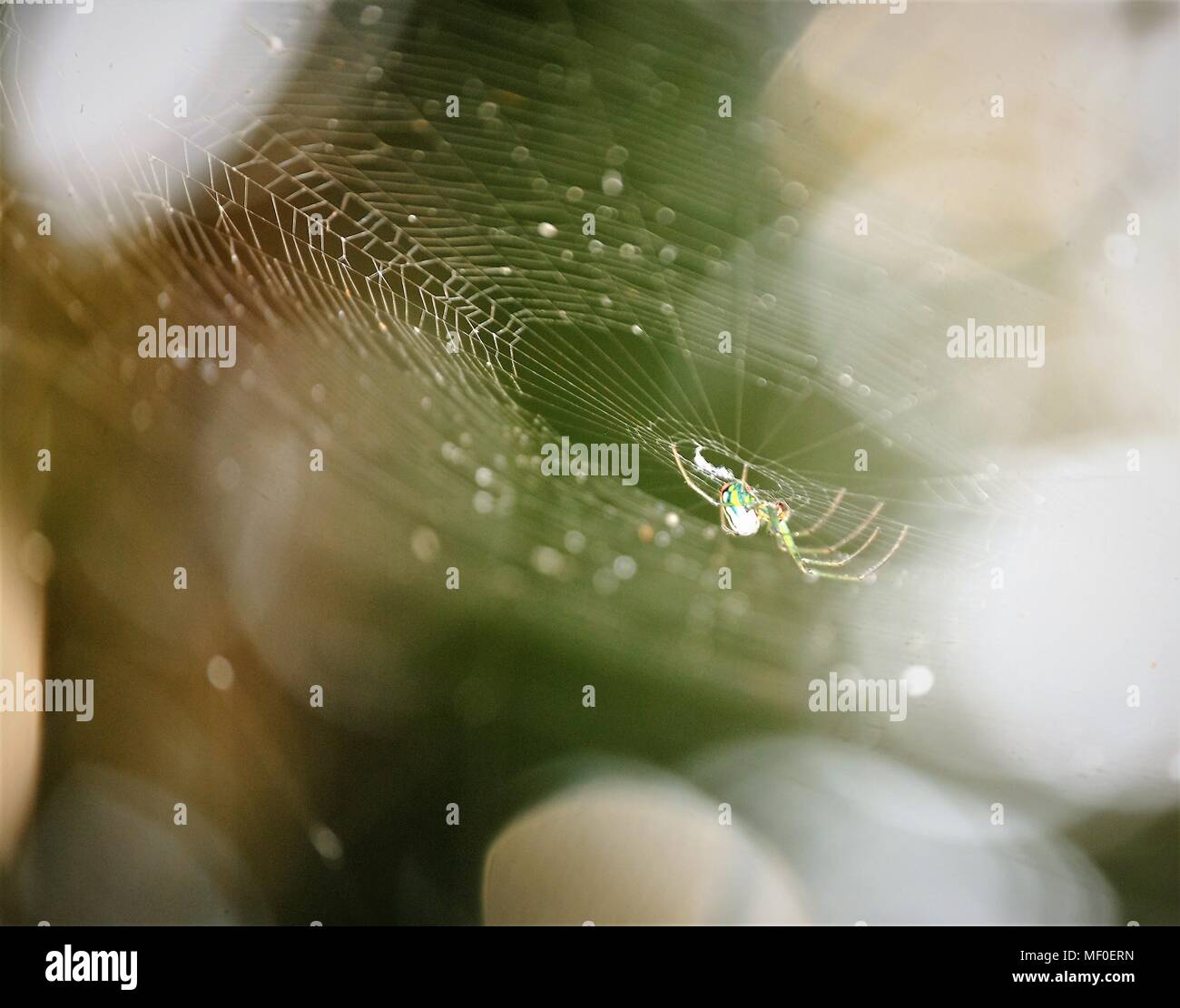 Spider in its web Stock Photo - Alamy
