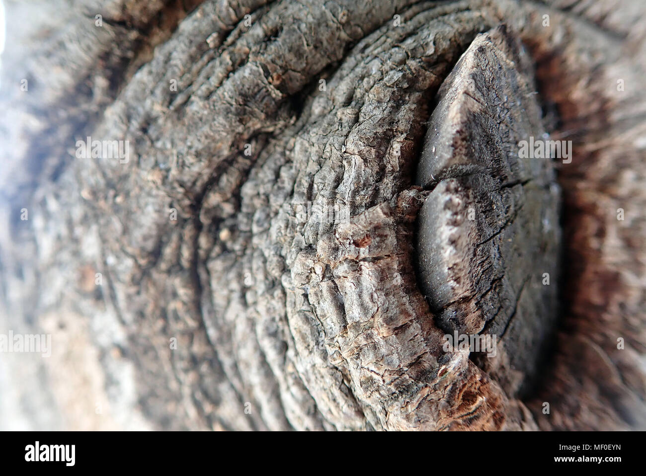 Loquat tree hi-res stock photography and images - Alamy