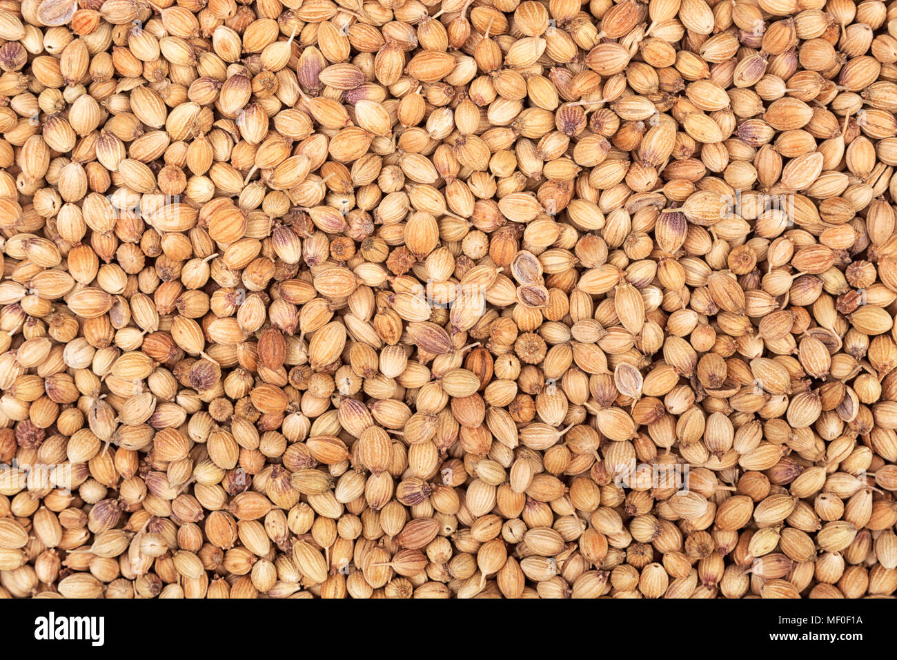 Background of dried coriander seeds. View from above Stock Photo - Alamy