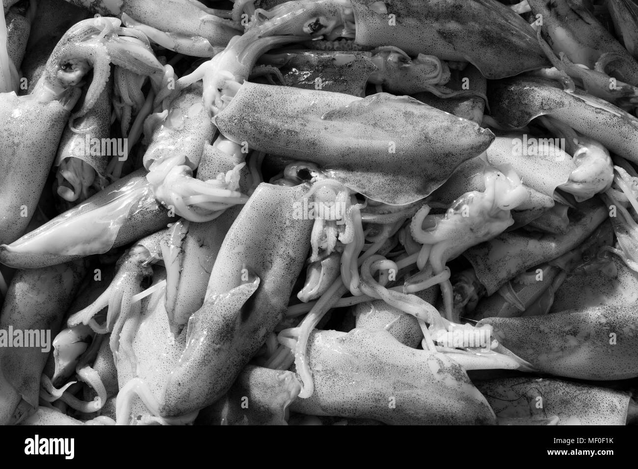 Cuttlefish group Black and White Stock Photos & Images - Alamy