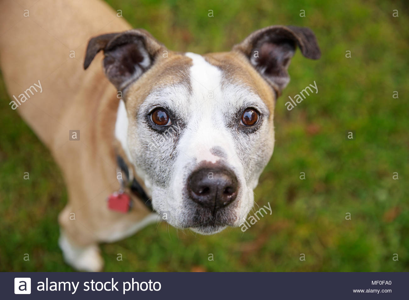Pitbull Mix Stock Photos & Pitbull Mix Stock Images - Alamy