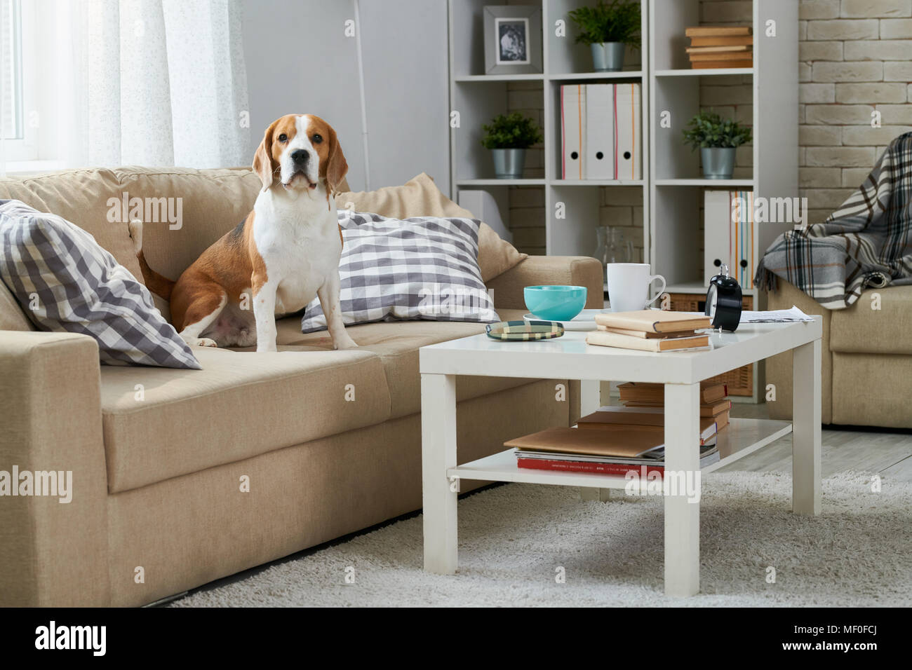 Old Beagle sitting on sofa Stock Photo - Alamy