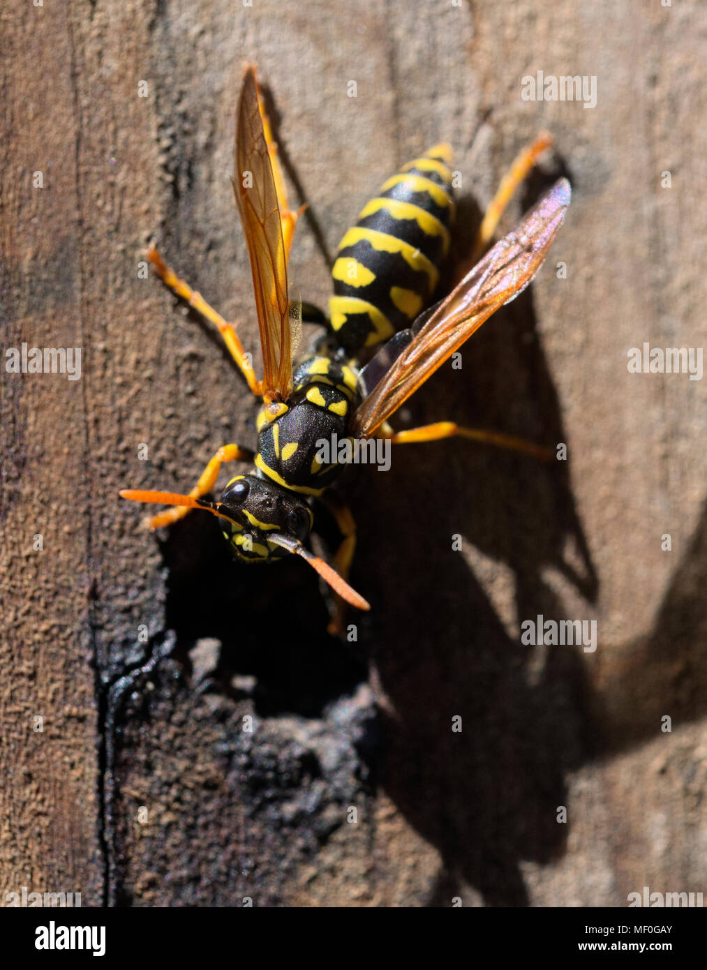 European Classification High Resolution Stock Photography and Images ...