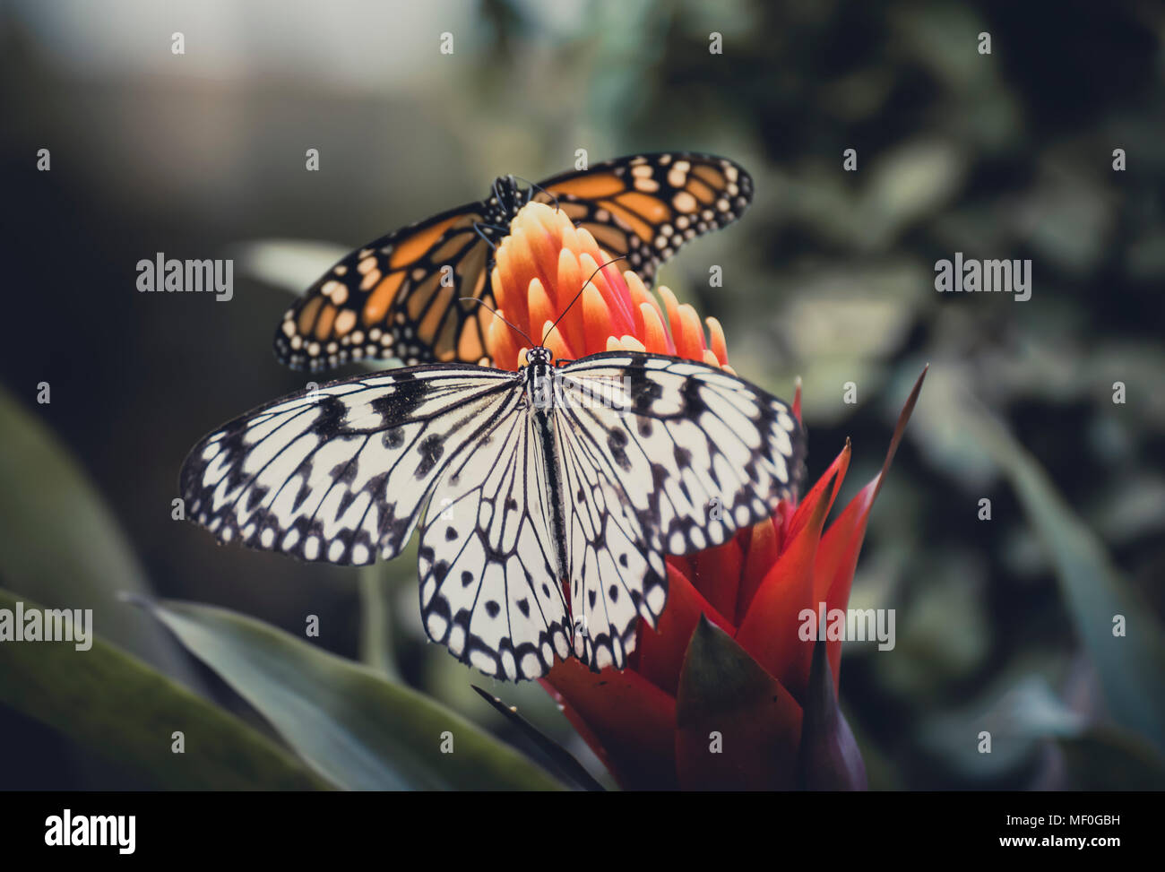 Butterflies of spain hi-res stock photography and images - Alamy