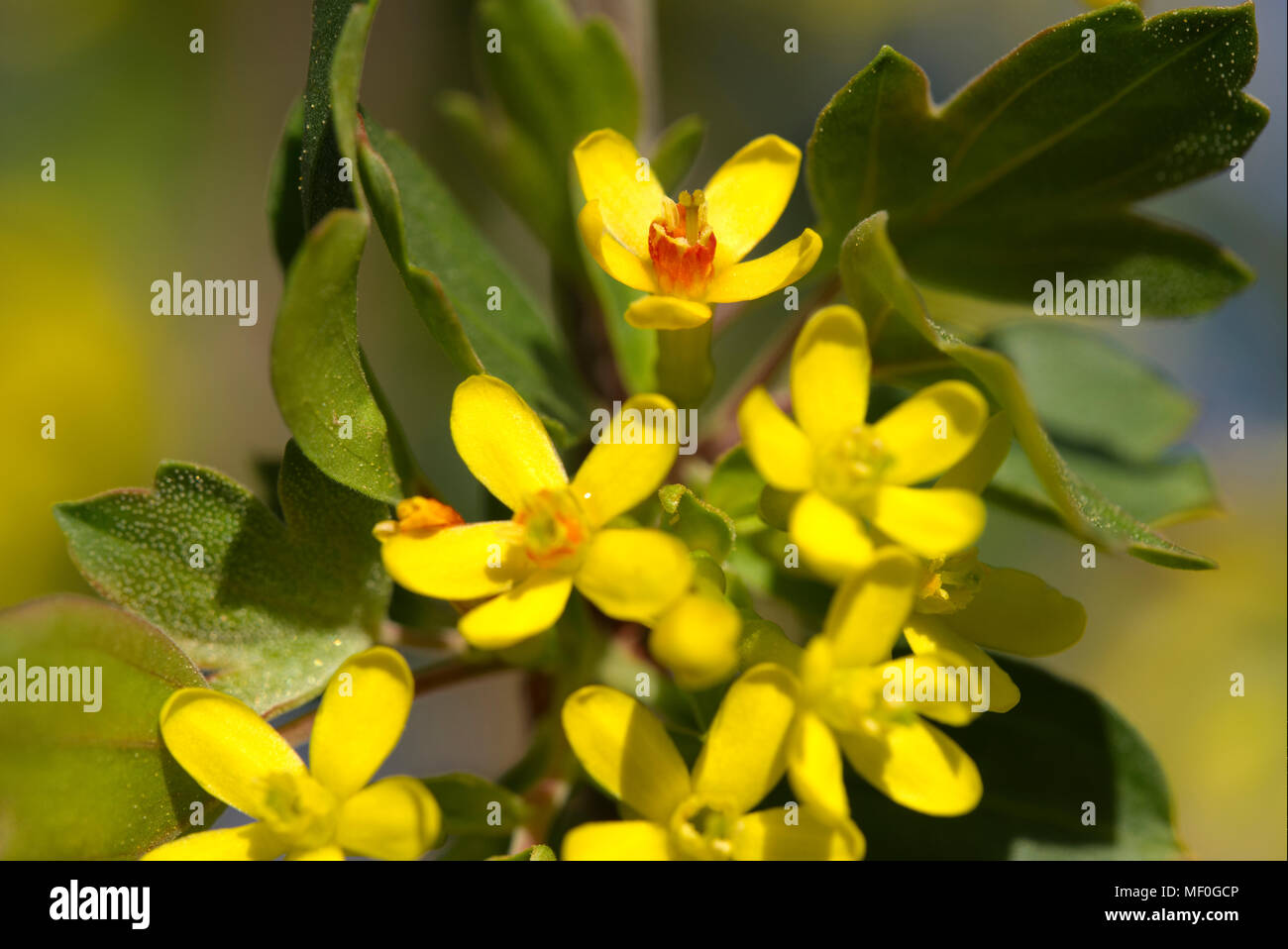 Golden Currant Ribes Aureum High Resolution Stock Photography and ...