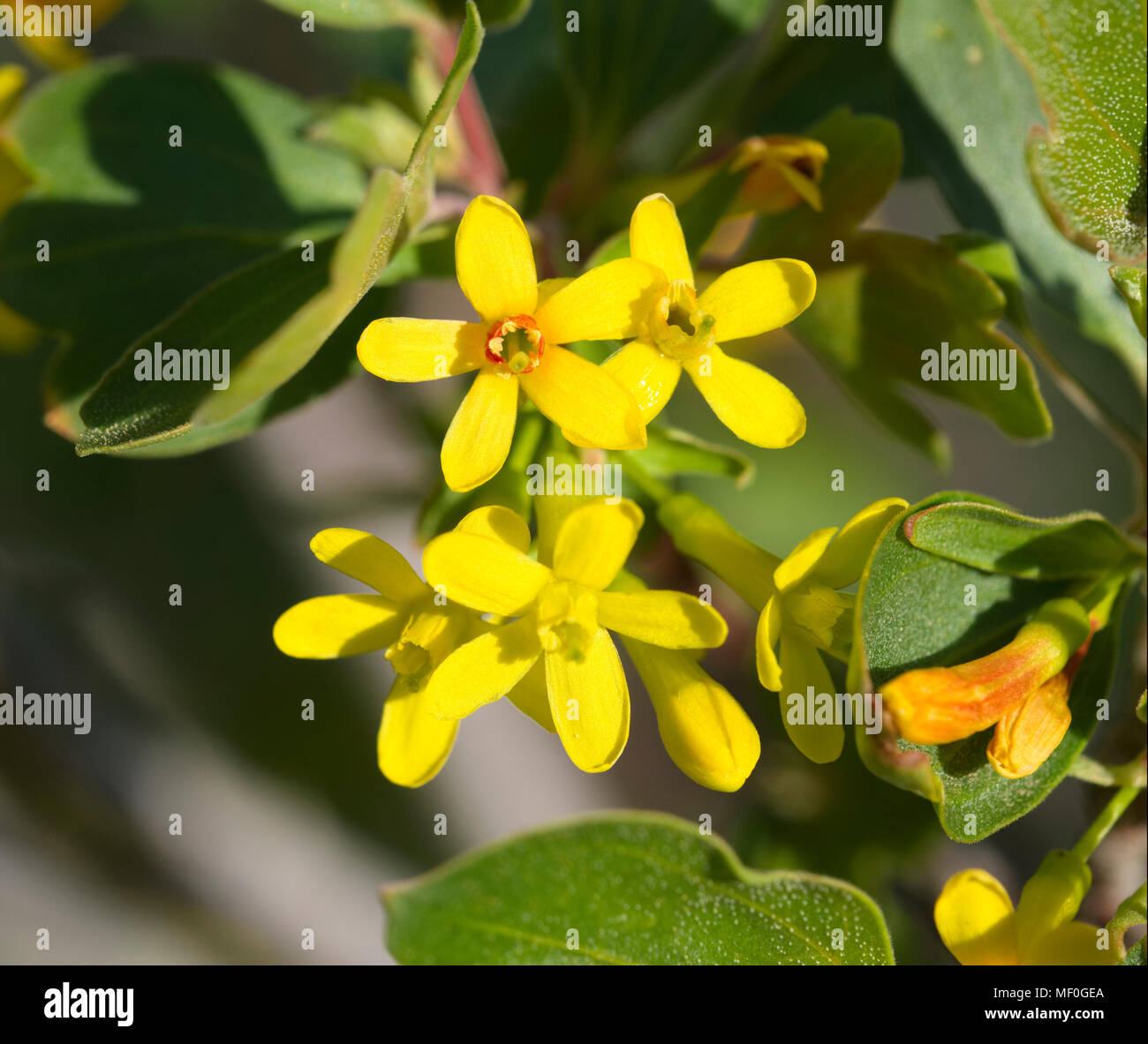 Golden Currant Ribes Aureum High Resolution Stock Photography and ...
