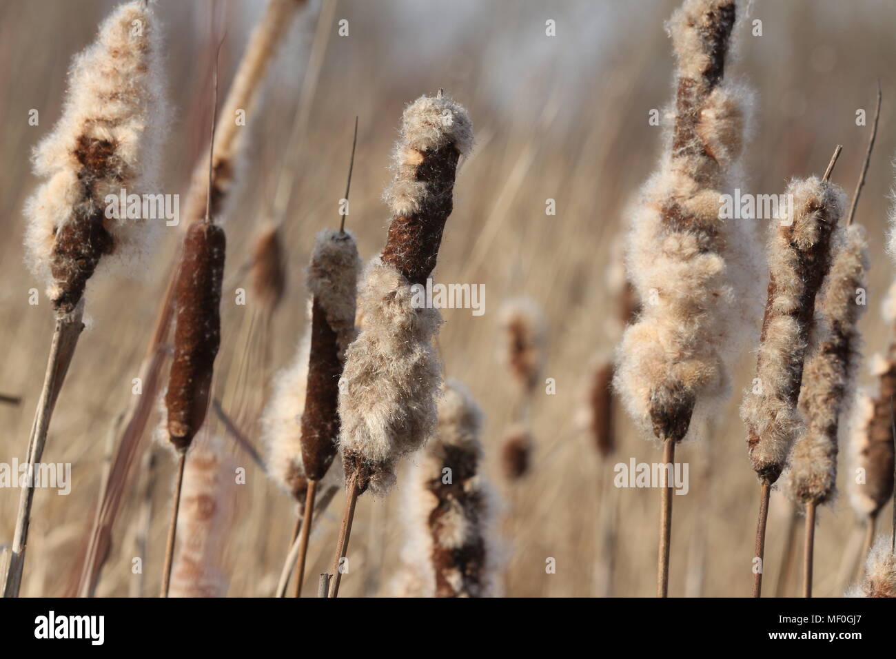 Reed fluff hi-res stock photography and images - Alamy