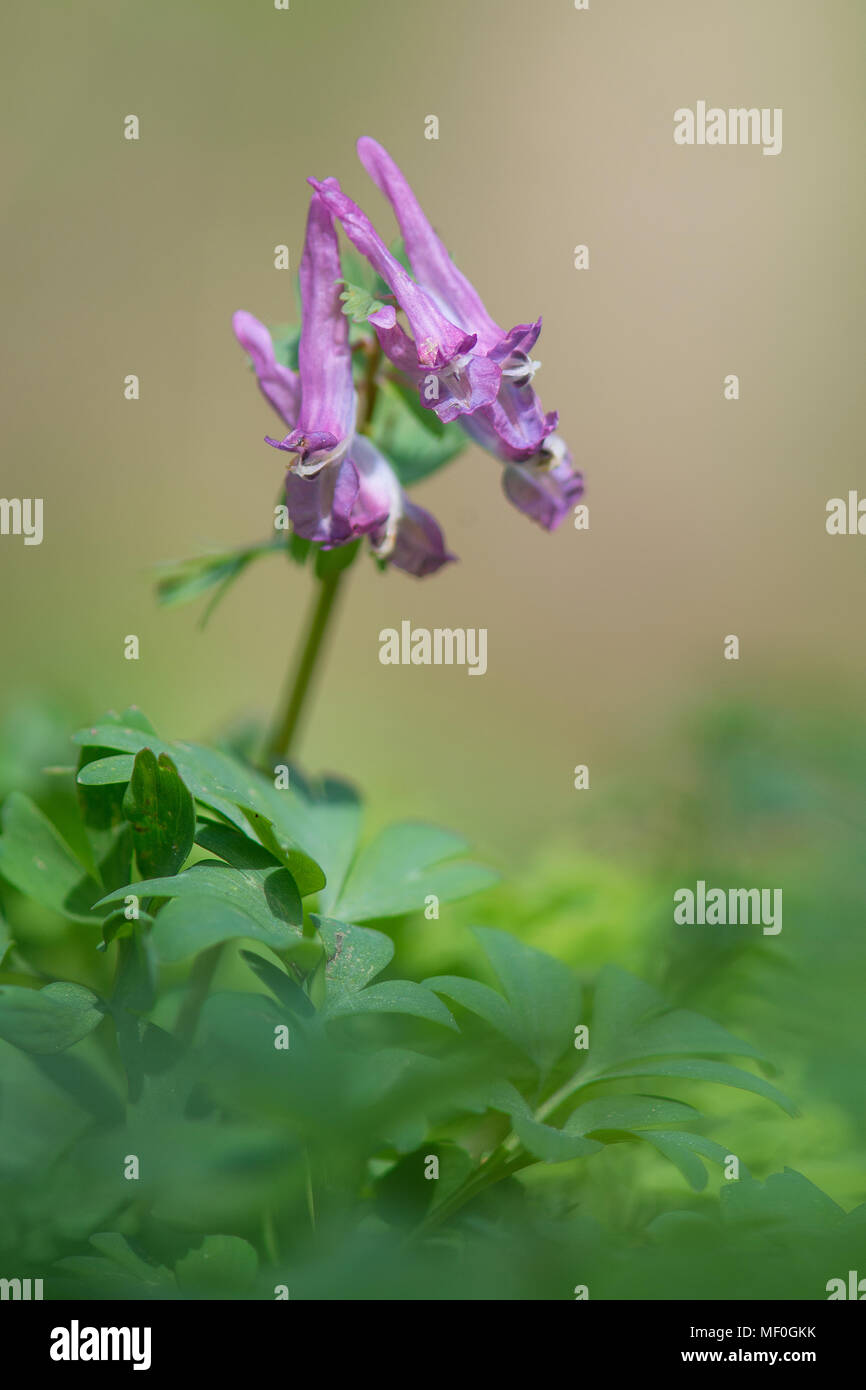 Purple blooming hollow root plant in green Stock Photo - Alamy