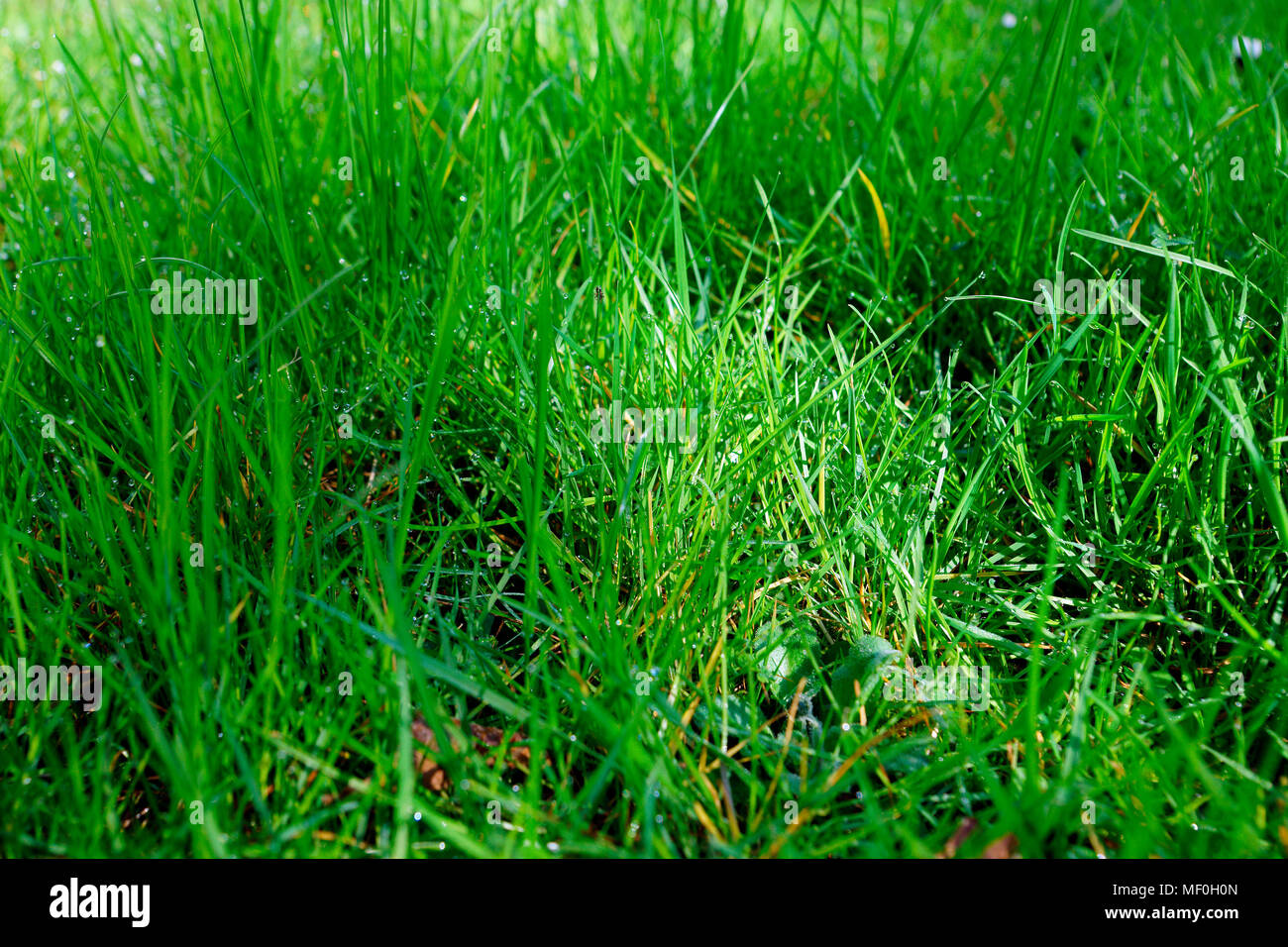 DEW ON THE GRASS Stock Photo - Alamy