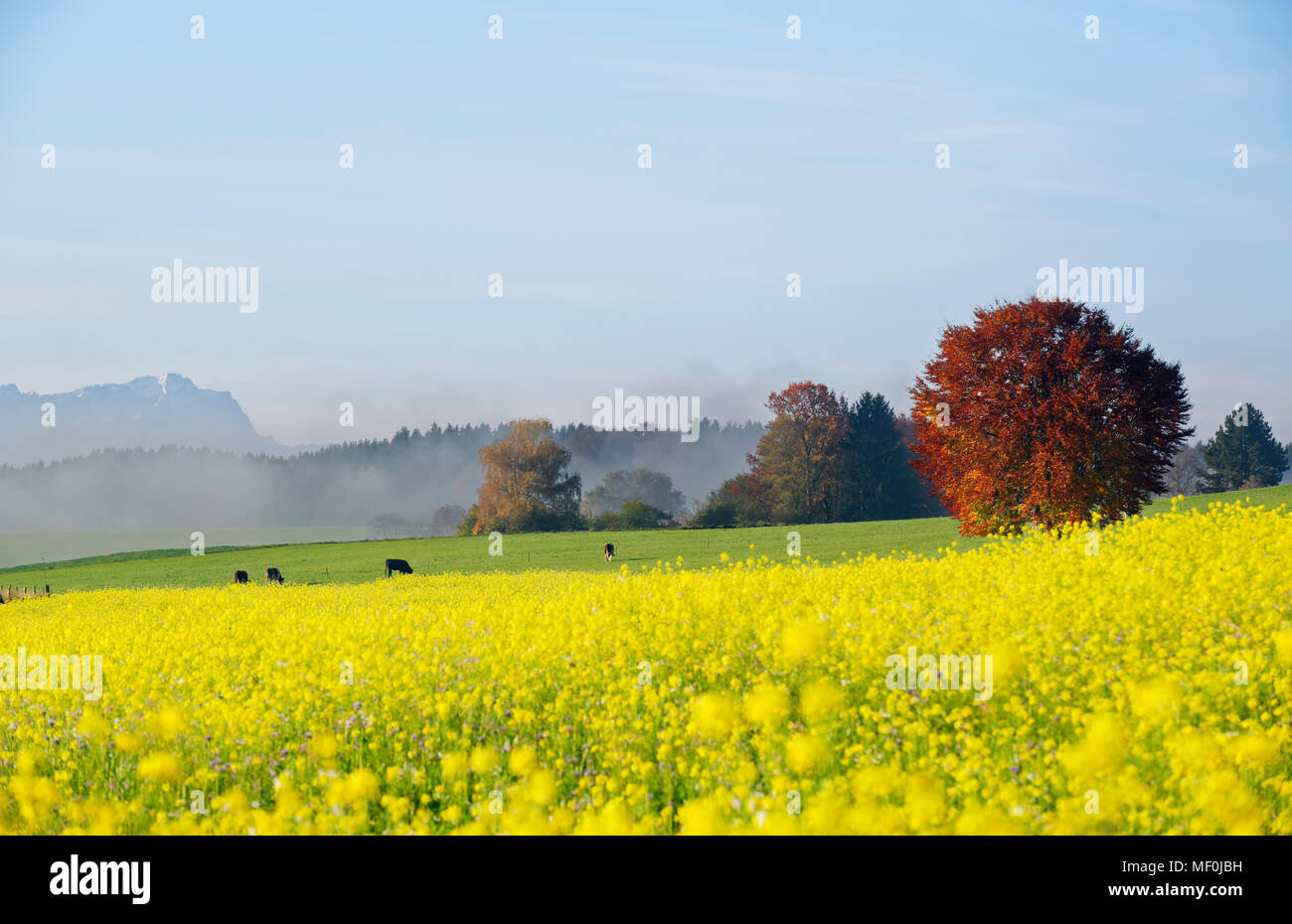 Bayrische wald hi-res stock photography and images - Alamy