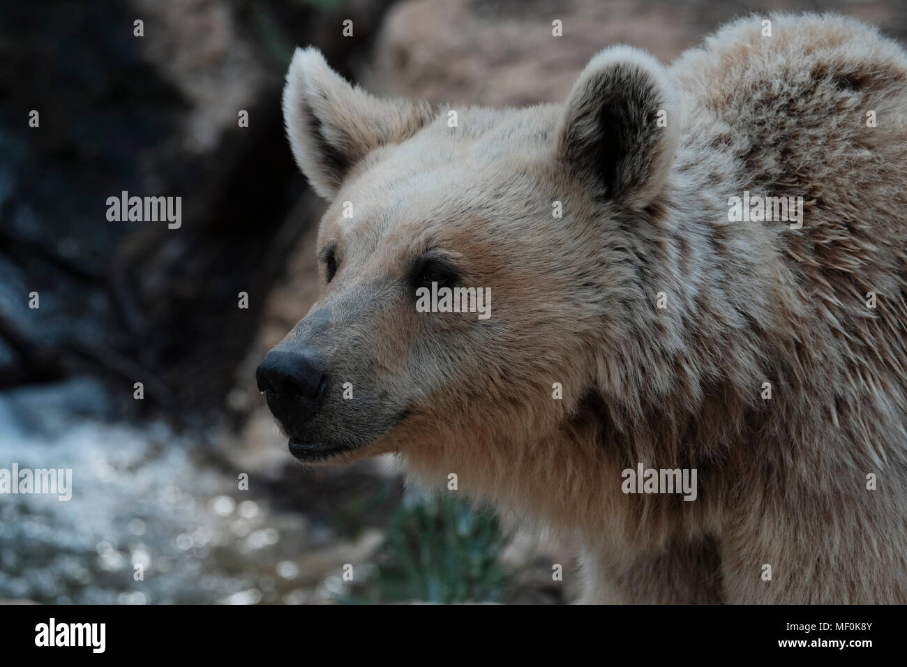 A Syrian brown bear ( Ursus arctos syriacus ) a relatively small ...