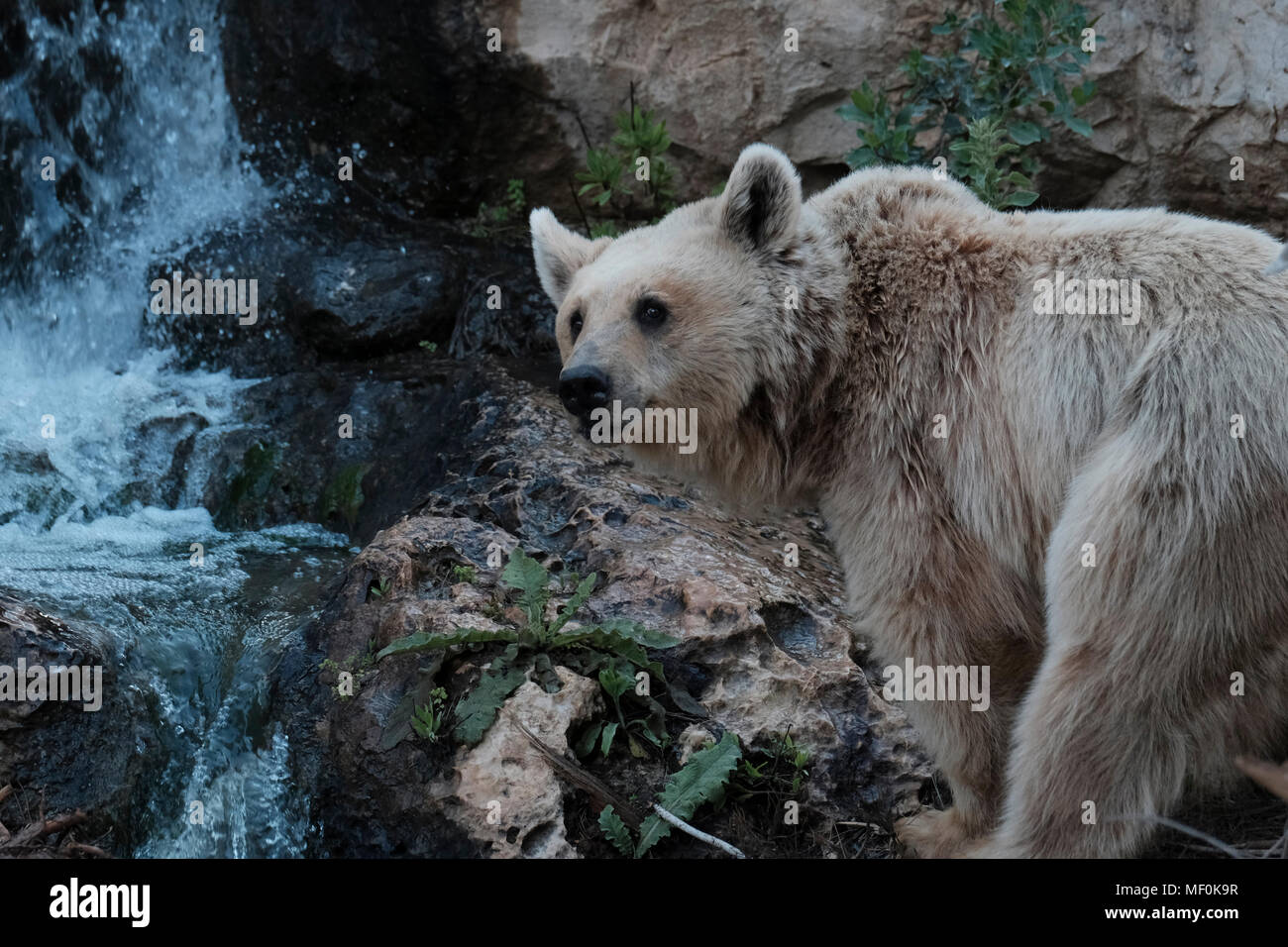 A Syrian brown bear ( Ursus arctos syriacus ) a relatively small ...