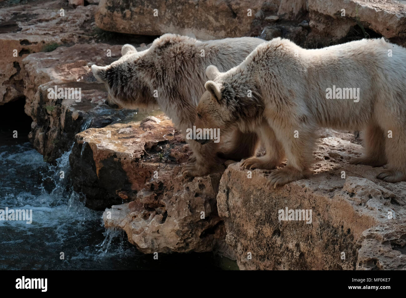 Syrian brown bears ( Ursus arctos syriacus ) a relatively small ...